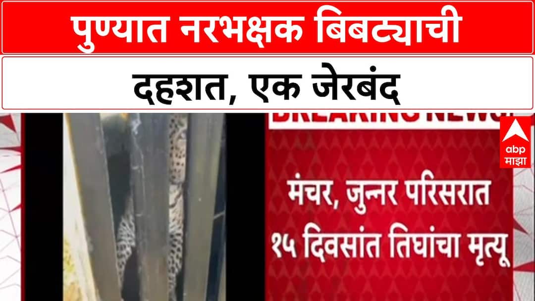 Pune Leopard Attack: 13 वर्षीय मुलाचा बळी गेल्यानंतर Manchar मध्ये एक ...