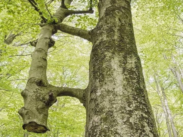 Picture of a tree holding and feeding another tree gone viral in ...