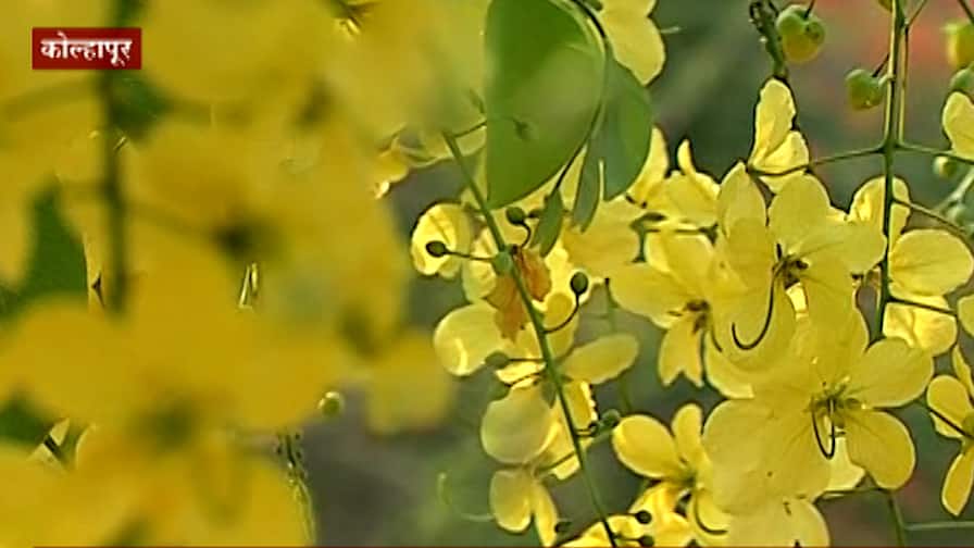 Kolhapur golden shower tree beauty seen | Golden Shower Tree ...