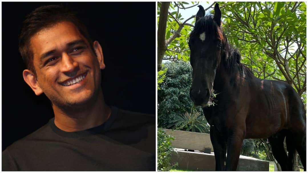 Watch: MS Dhoni Pets His Horse 'Chetak' At Ranchi Farmhouse, Wife ...