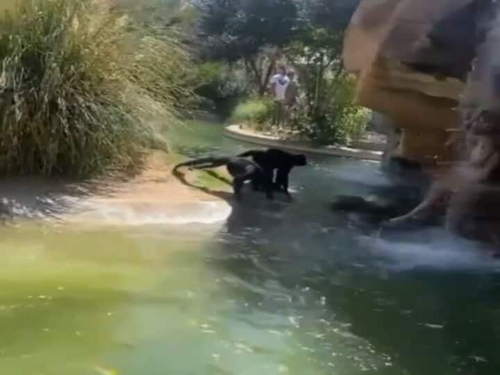 Viral: A woman enters a enclosure of monkeys at a zoo in Texas, feeds ...
