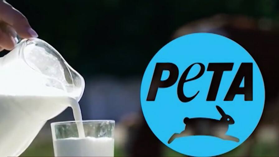 Peta's attempt to tarnish the image of dairy companies, criticizes Amul ...
