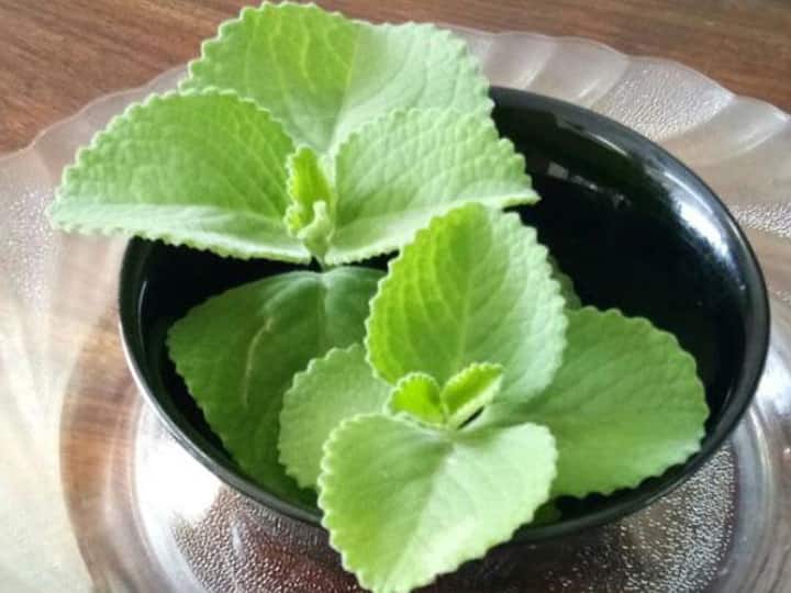Medicinal Benefits of Oma leafs | அஜ்வைன் அல்லது ஓம இலைகள் : இந்த ...