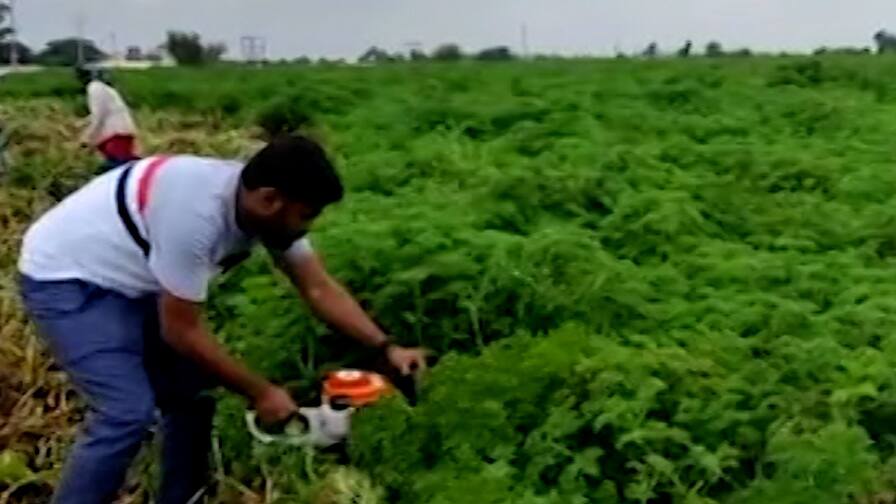 Angad Shah cultivated geranium on 7 acres, built an oil plant in ...