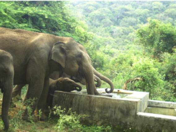 Coimbatore Forest Wildlife Photographs | Coimbatore Forest | கோவை ...