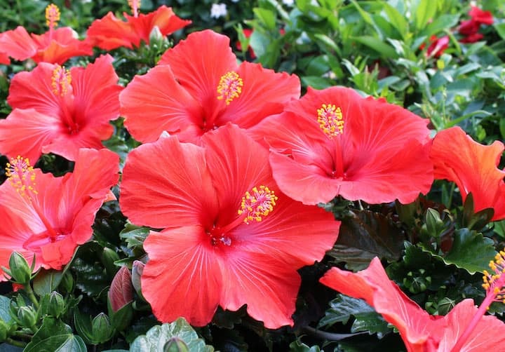 Hibiscus Flower Health Benefits What Hibiscus Flowers Good For Hibiscus ...