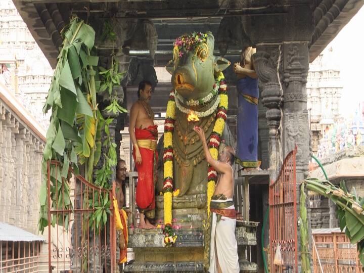 Special anointing for the great Nandi Bhagavan at the Thiruvannamalai ...