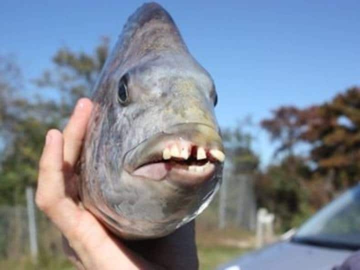 A Fish With Human-like Teeth Has Been Caught In The United States ...