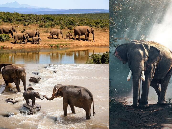 World Elephant Day 2021 | World Elephant Day 2021