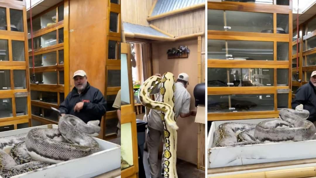 python attacking California zookeeper Video clip leaves netizens ...