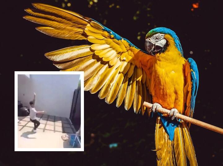 Real Pakshi Raja: Parrot Flies Away With Phone, Captures Bird’s Eye ...