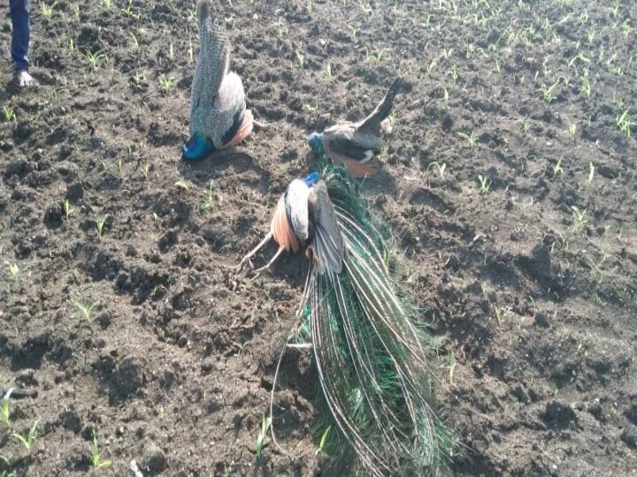 A farmer has been arrested for poisoning 5 peacocks while eating maize ...