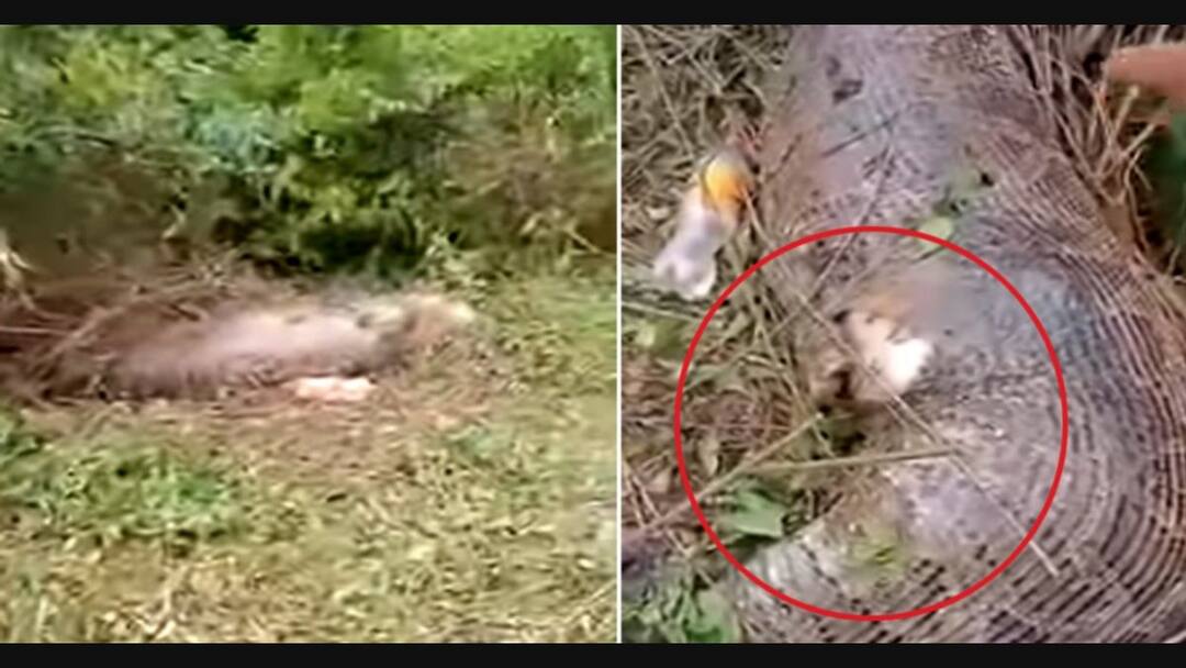 Frightening Video Shows Python With Exploded Stomach After Eating Whole ...