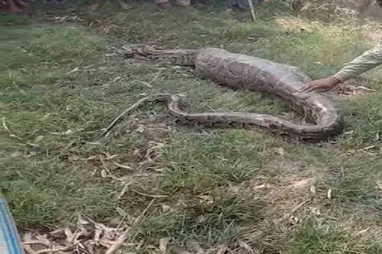 Frightening Video Shows Python With Exploded Stomach After Eating Whole ...