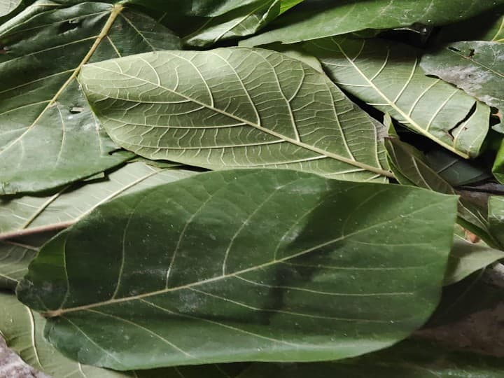 Discrimination in offering Panneer leaf offerings to devotees of ...