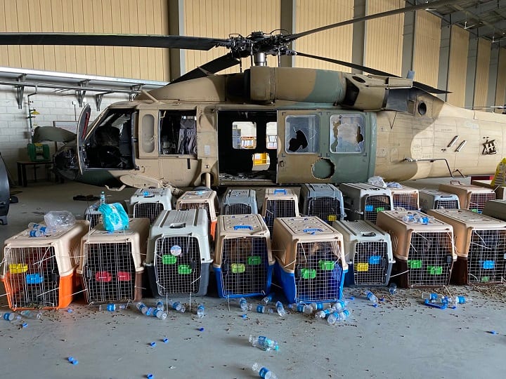 Afghanistan Crises: ‘Dogs Left Behind Don’t Belong To US Military ...