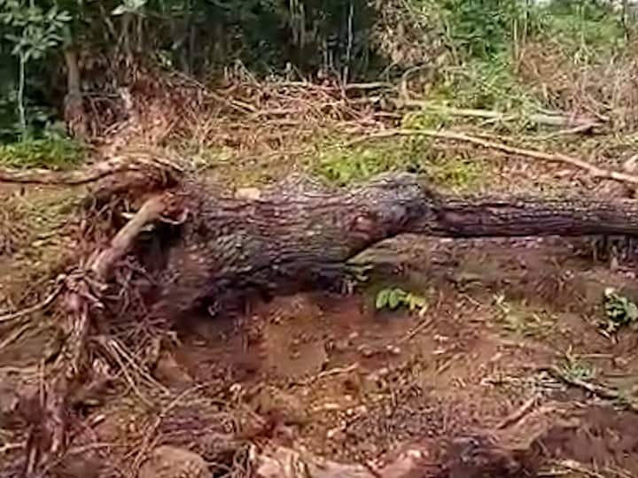 In Gadchiroli district 50 acres of forest has been cleared by a female ...