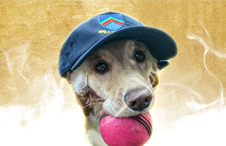 ICC gives pitch-invading dog in Ireland a special award | ICC Update: