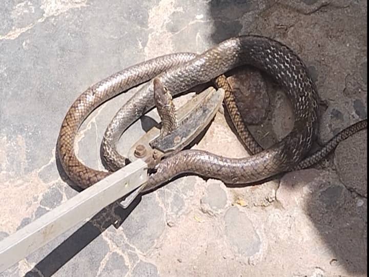 Nagai: A 10-foot snake hanging above the cradle - a child who ...