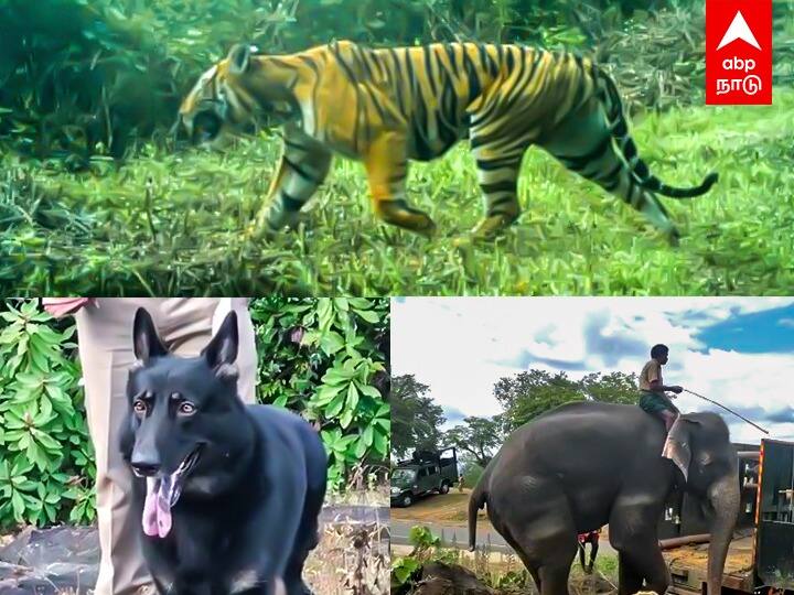 Details of Operation T23 Tiger hunt in Nilgiris watch video | Nilgiris ...