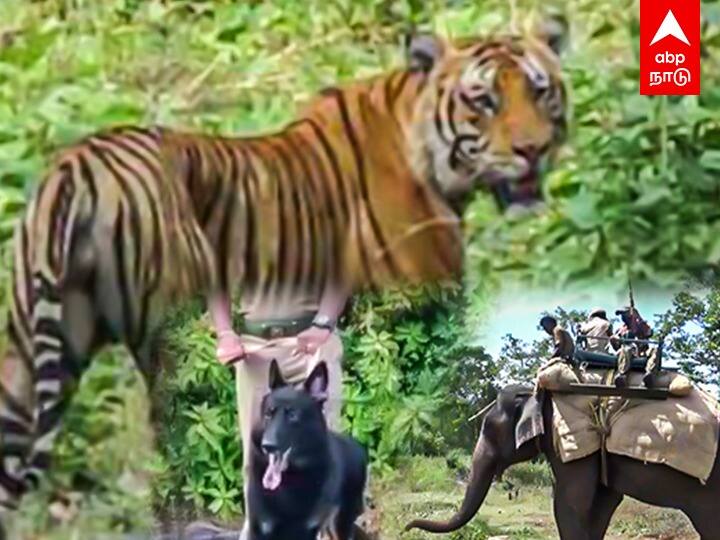 Detailed Report of Operation T23 Tiger hunt by forest department in ...
