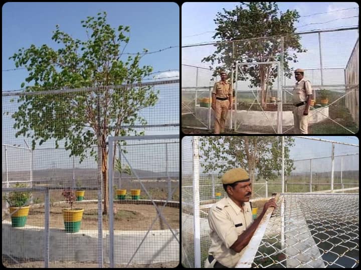 Madhya Pradesh VVIP tree, Sanchi Buddhist complex, hillock, Salmatpur ...