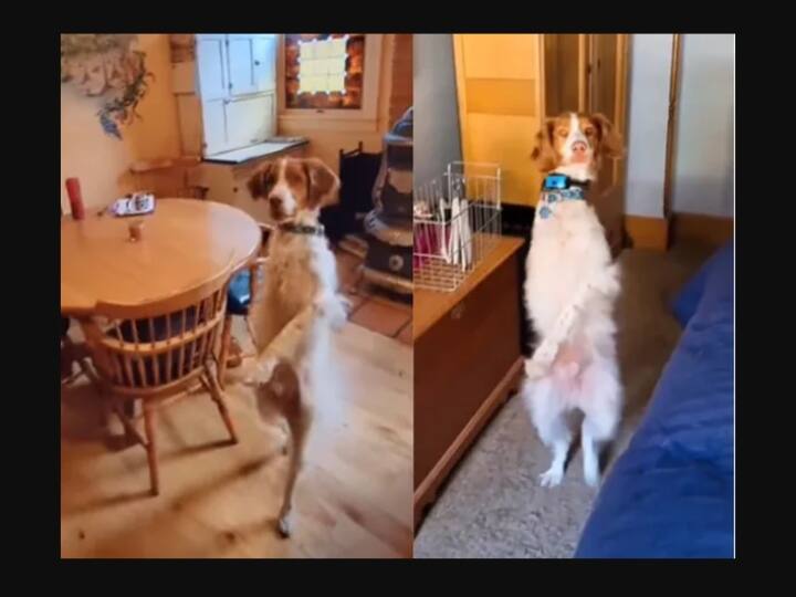 video of America's Dexter Dog with three legs walking like a man goes ...