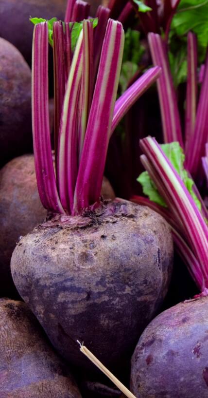 Benefits Of Beet: ਚੁਕੰਦਰ ਸਭ ਤੋਂ ਪੌਸ਼ਟਿਕ ਅਤੇ ਸਿਹਤਮੰਦ, ਜਾਣੋ ਇਸ ਦੇ ...
