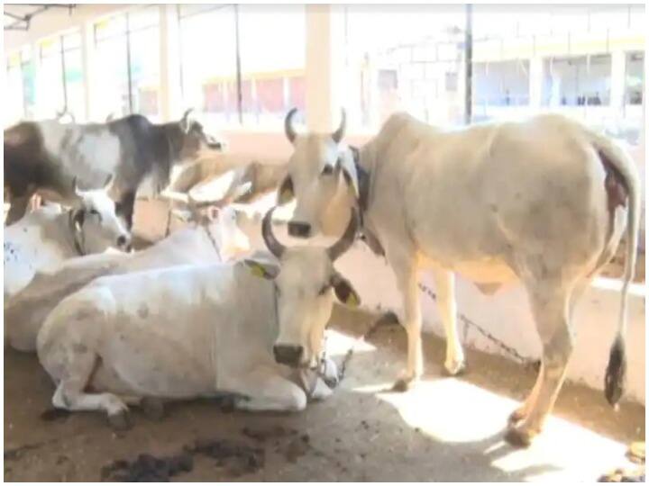 Madhya Pradesh Shivraj Singh Chouhan government will take cow cess ...