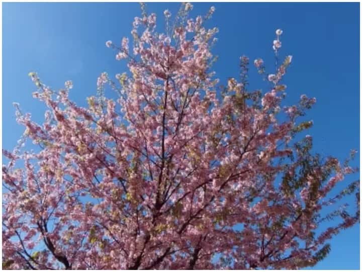 Rudraprayag Padam tree has blossomed again in the mountains of ...