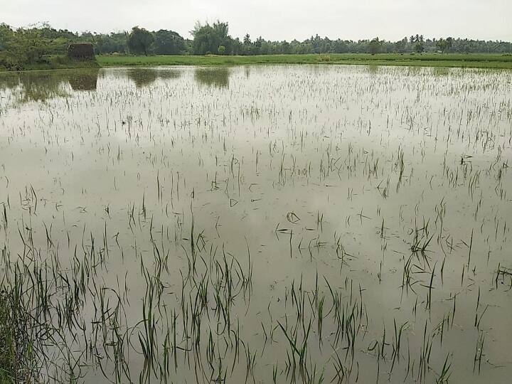 Continued heavy rains - 15,000 acres of paddy fields submerged in water ...