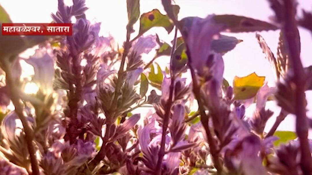 Satara Mahabaleshwar's beauty revealing flowers, 'Suppushpa' blooming ...