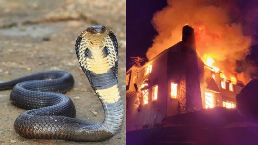 trying to get rid of snakes US man burns down his $1. 8 million house ...