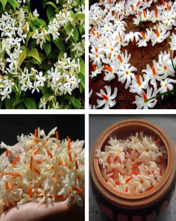 Benefits Of Parijatha Flowers