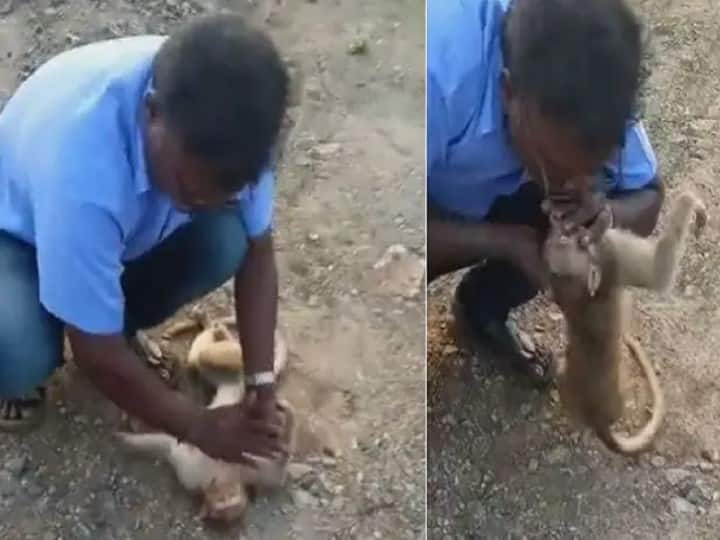 Man Tries to Revive Injured Monkey by Performing CPR, Hailed As a Hero ...
