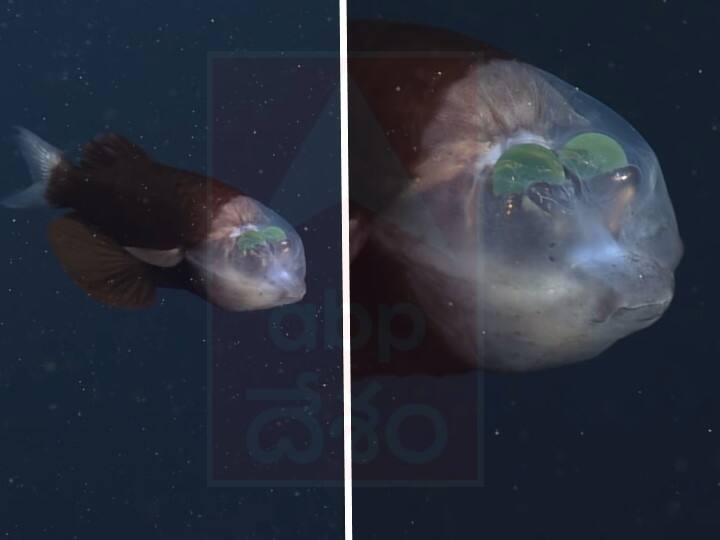 Scientists discovered rare fish that sees through its translucent head ...