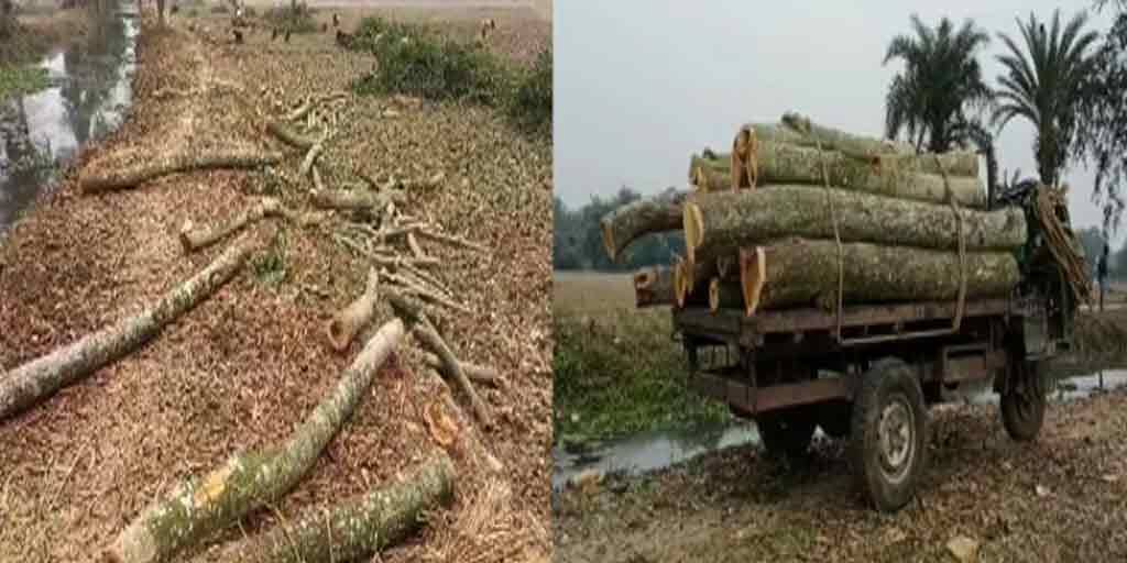 East Burdwan : No permission, TMC leader allegedly cut trees by name of ...