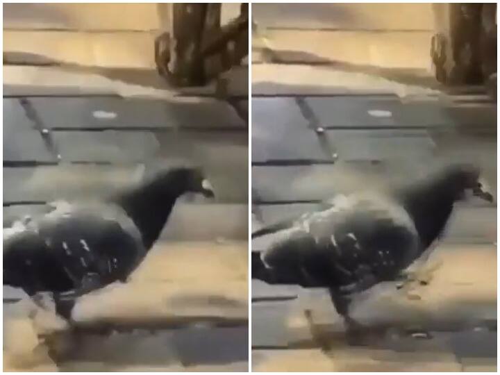 Pigeon Dancing like a professional, he did Michael Jackson Moonwalk ...