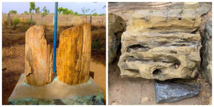 2 crore year old stone tree - A visit to the Perambalur Stone Tree Park ...