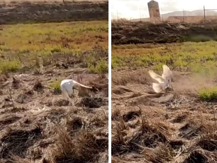 viral video Hawk attacked on Rabbit you will shocked after seeing this ...