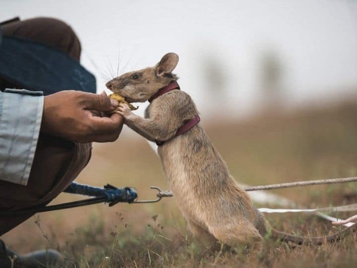 Cambodia's 'Hero' Rat Magawa, Who Sniffed Out Landmines, Dies 7 Months ...
