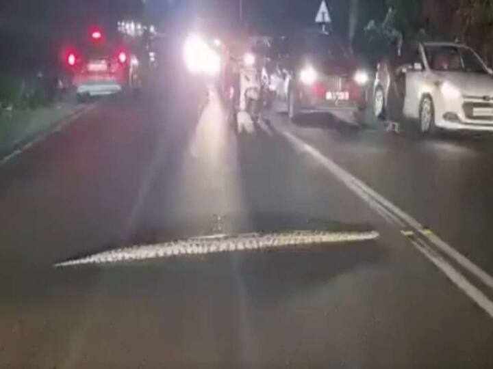 Video Of Huge Python Crossing Road Slowly Near Kochi Airport Goes Viral ...