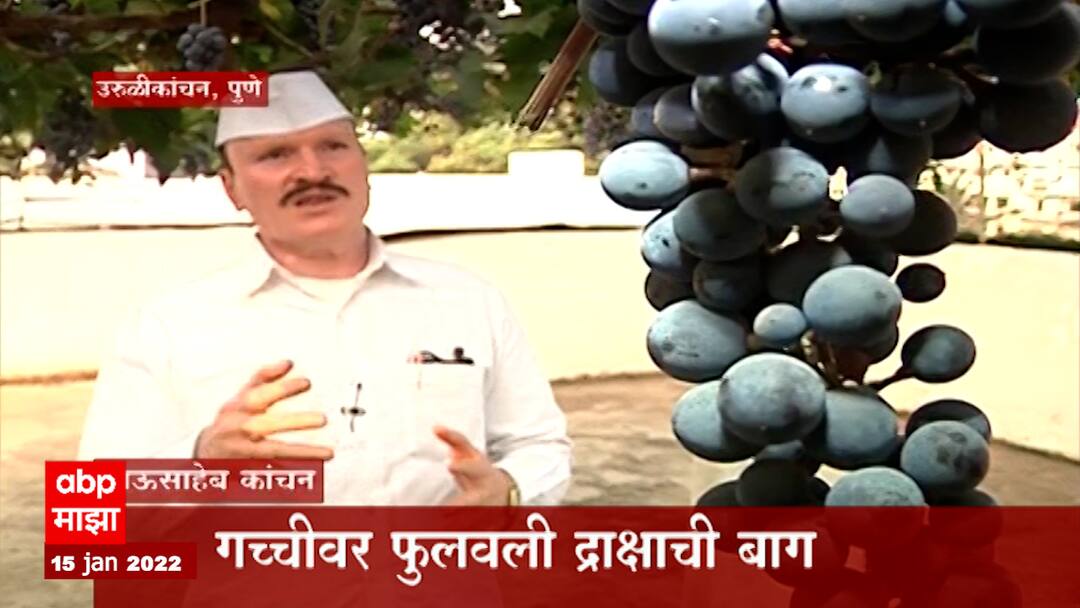 Pune Grapes farm in Terrace Special Report ABP Majha | Pune Grapes farm ...