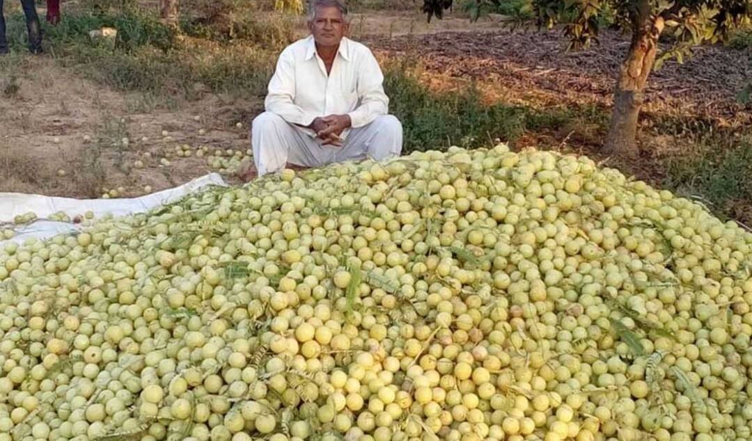 These Gujarati farmers earns thousands of money through amla farming ...