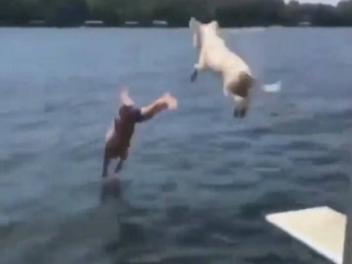 Dog jumps in water with man video goes viral | Watch: शख्स के पीछे ...
