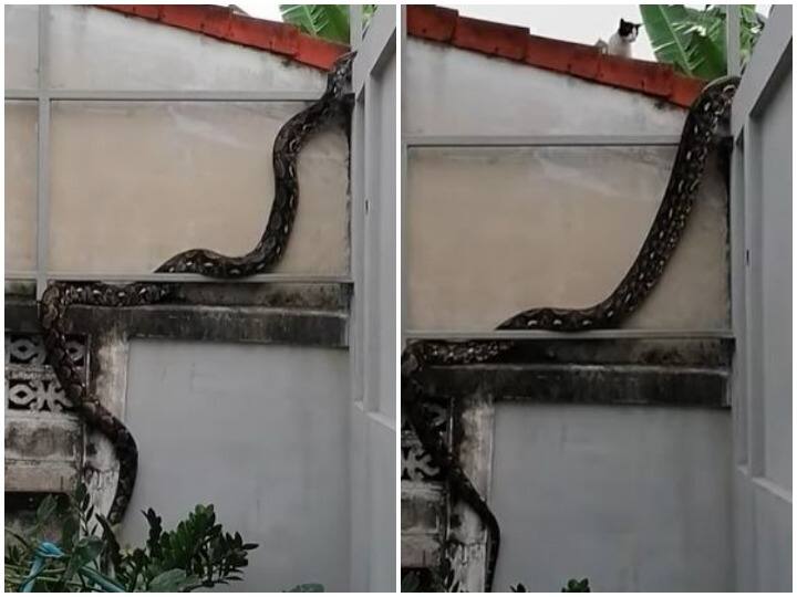 Giant snake easily crossed the high wall video will stop breathing ...