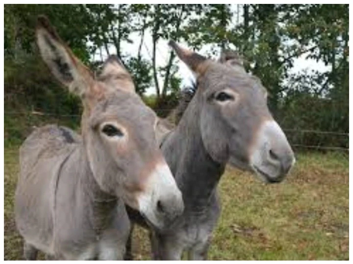 Six donkeys helping timber mafia arrested in Pakistan after accused men ...