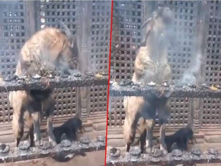 Viral video of a drunken goat viral video goat blowing smoke | Watch ...