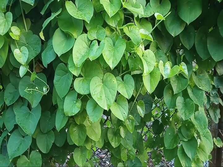 Tippa Teega: Do You Know Benefits Of Tippa Teega, Know In Details ...