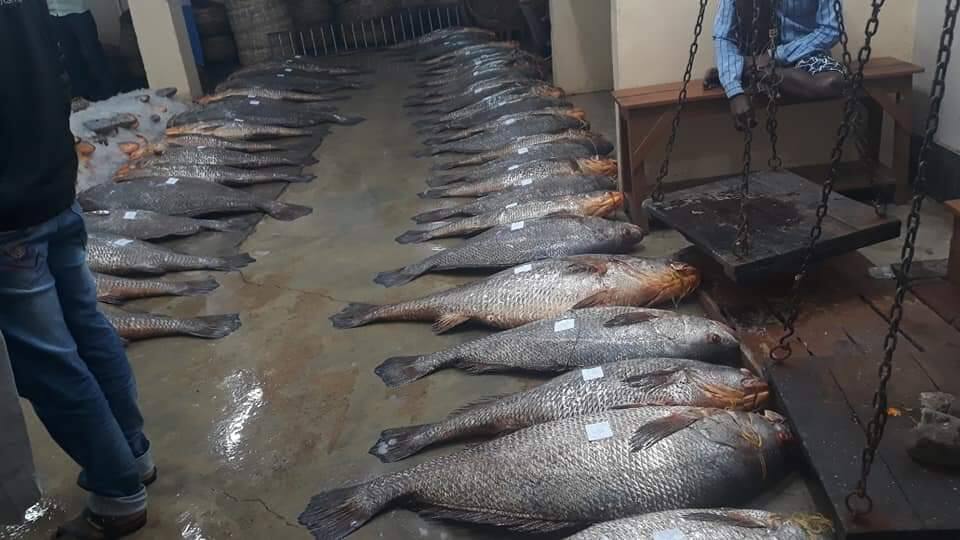 Giant sized telia bhola fishes captured sell at lakhs of rupees in ...